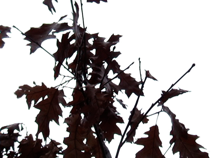 Greg Staats | issue 4 | brunt magazine